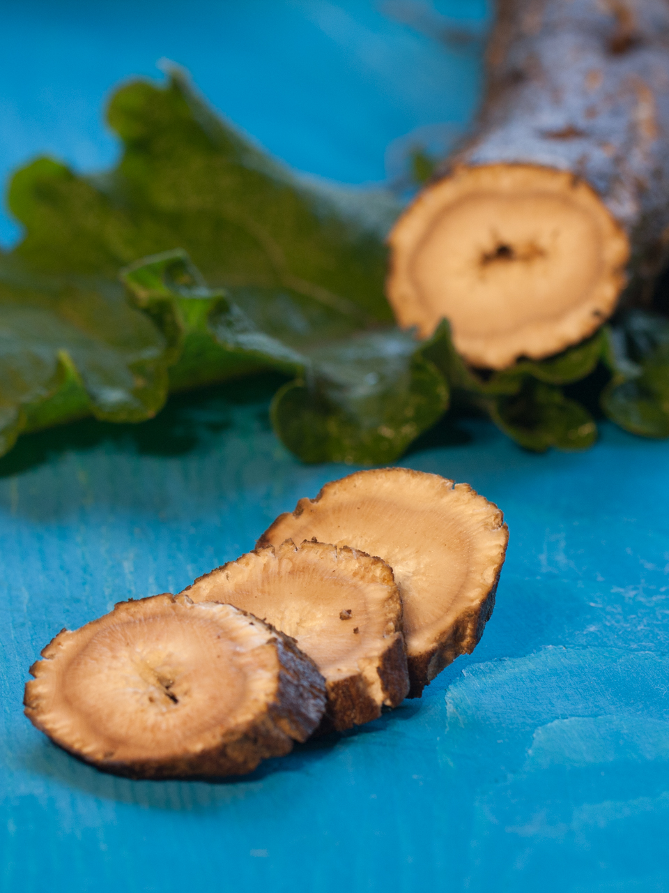 Łopian, chwyt niedźwiedzia – Zioła w Pełni